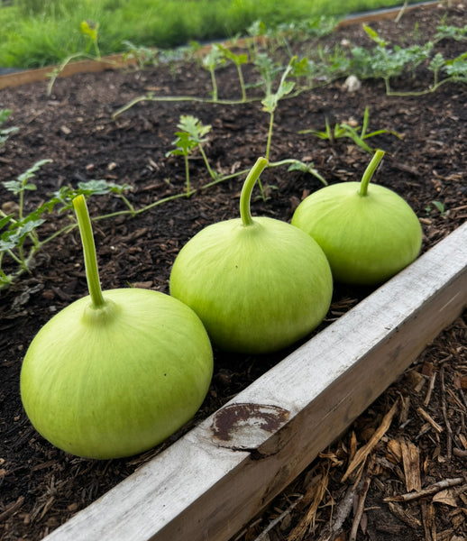 Round Bottle Gourd/ Dudhi/Lauki Seeds Upo or Opo Seeds – The Amazing Seeds