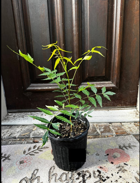 Indian Neem Plant, Azadirachta indica,Nimbda,Vepa plant, Free shipping ...