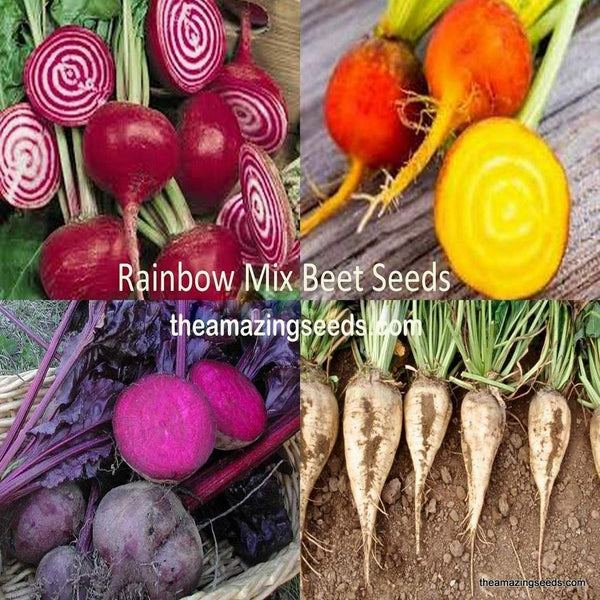 Heirloom Rainbow Mix Beet Seeds/ 4 Colorful Gourmet varieties – The ...