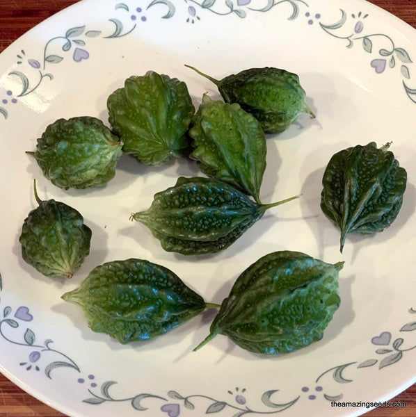 Small Bitter Gourd, mini Bitter Melon, Karella, Balsam Pear, Kakarakay ...