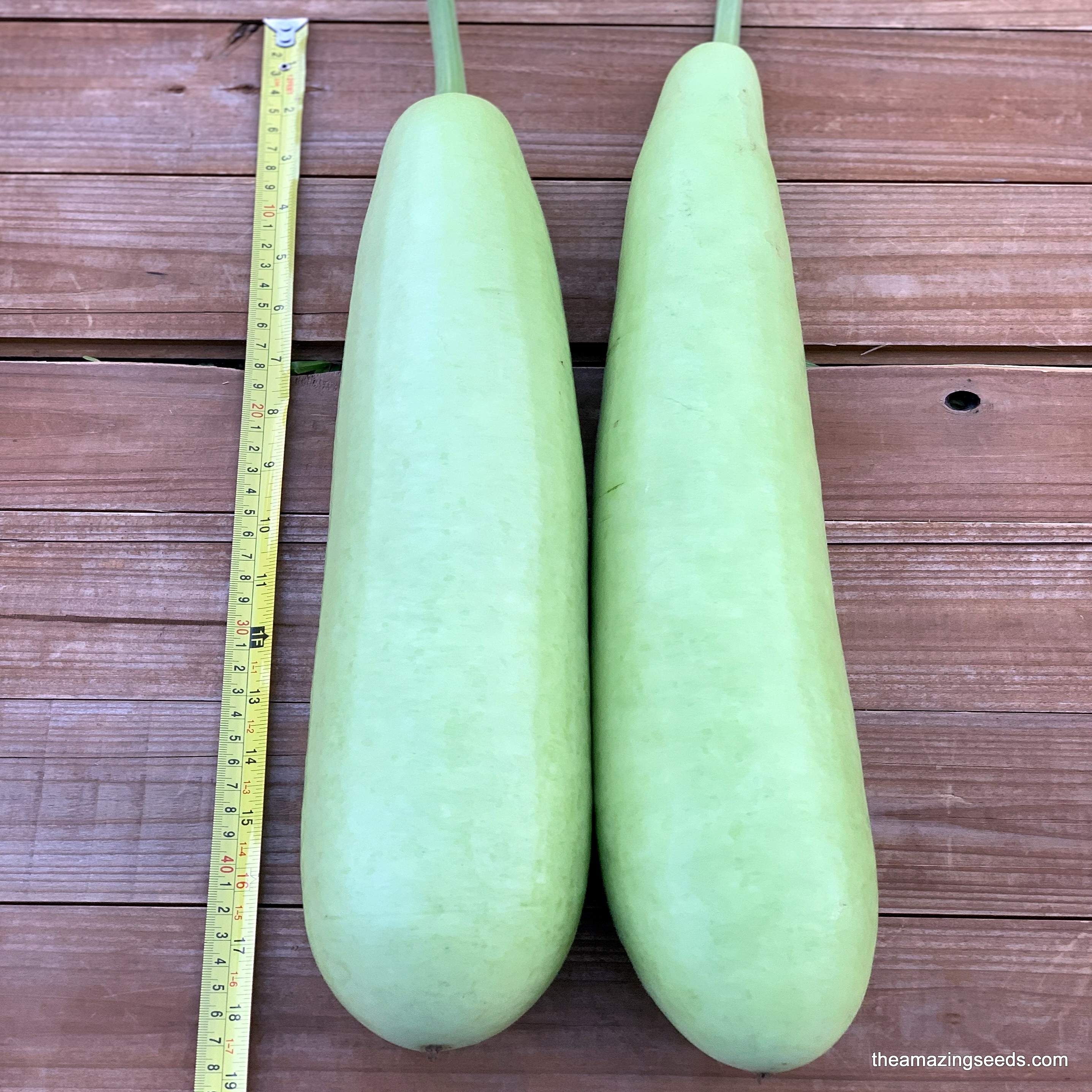 Indian Squash Vegetable Squash Tinda (indian Squash) Ghana Producer