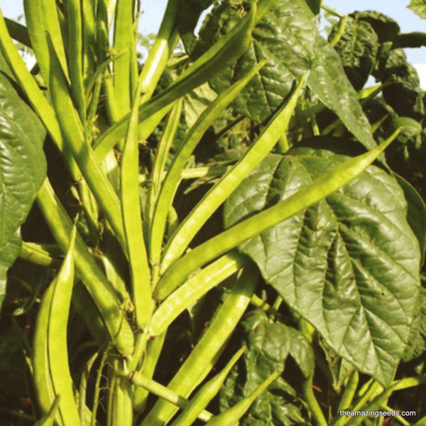 Cluster beans seeds SUVARN, Gawar, Guar, Guvar, gokarakaya, kotthavara ...