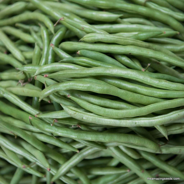 Heirloom Green Bush Bean Contender – The Amazing Seeds