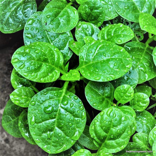 Malabar Spinach, Green, Alugbati, Vietnamese Spinach, Pui, Poi Saag, H ...