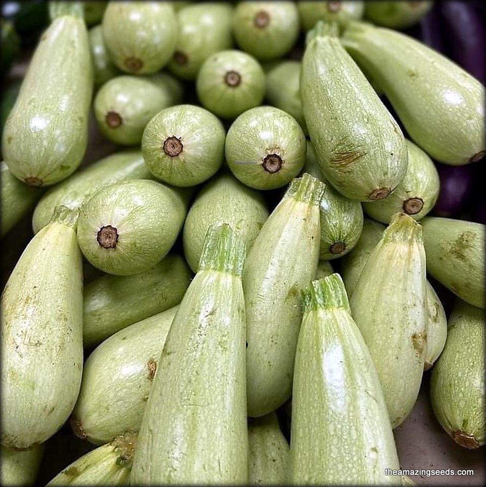 Heirloom Vining Zucchini Varieties