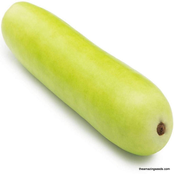 Long Asian Bottle Gourd, Dudhi, Lauki Seeds, NAM TAO YAO, Sorakaya See ...