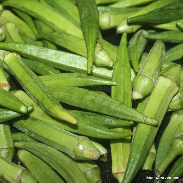 Heirloom Clemson Spineless Okra – The Amazing Seeds
