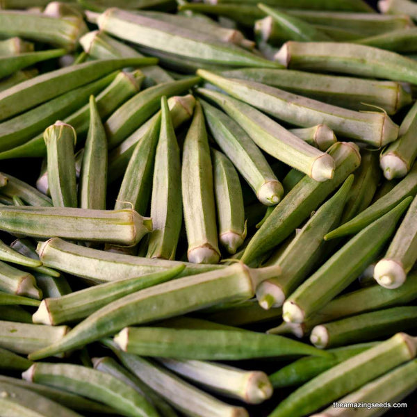 Heirloom Perkins Long Pod Okra – The Amazing Seeds