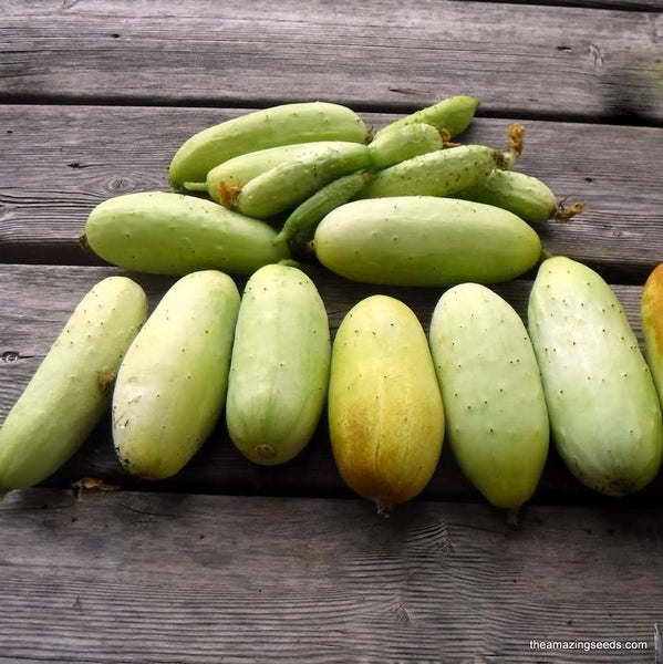 Poona Kheera Cucumber – The Amazing Seeds