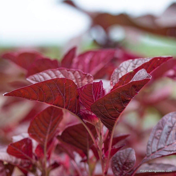 Amaranth Red Garnet Heirloom – The Amazing Seeds