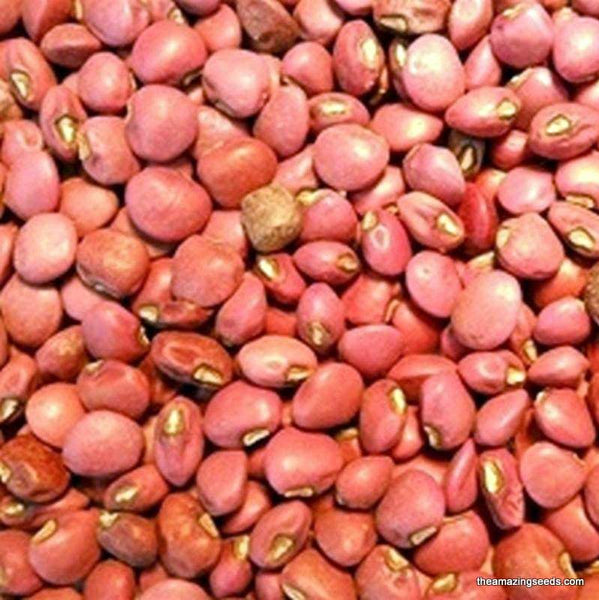 Red Ripper Cowpeas Beans Seeds – The Amazing Seeds