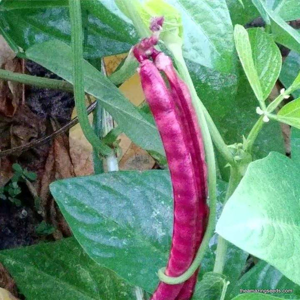Red Ripper Cowpeas Beans Seeds – The Amazing Seeds