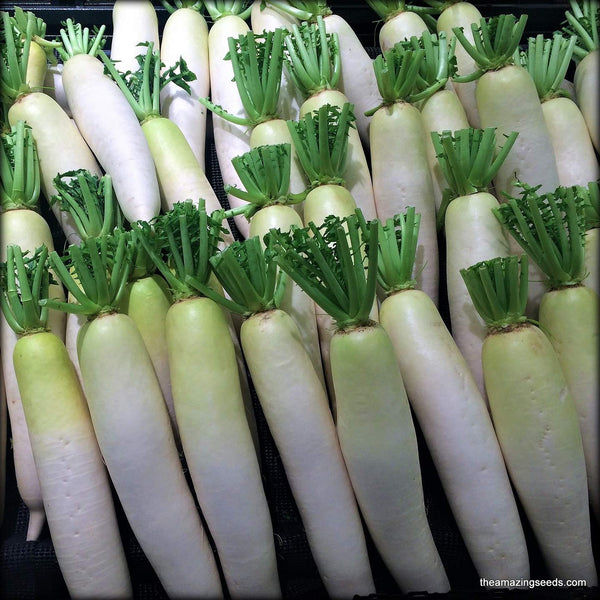 Passion Altari, Korean Chong Gak, Hybrid Seeds, 朝鮮小白蘿蔔 – The Amazing Seeds